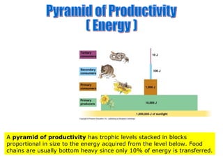 Structure Of The Ecosystem | PPT | Environment | Science