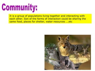Structure Of The Ecosystem | PPT | Environment | Science