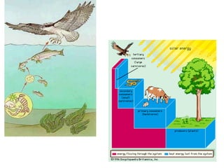 Structure Of The Ecosystem | PPT | Environment | Science