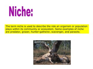 Niche Biology