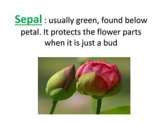 Structure of the flower 2 | PPTX