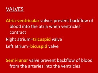 Structure of the Heart | PPT