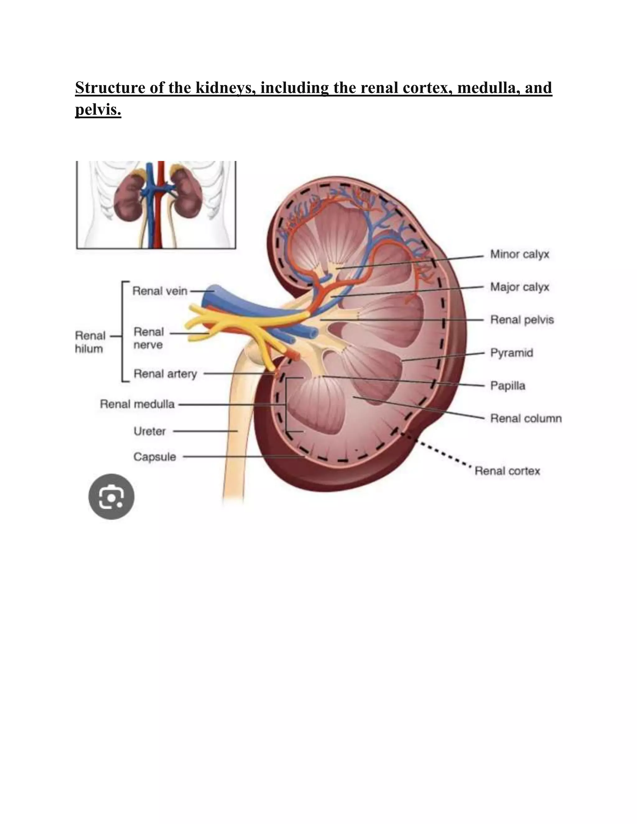 structure of the kidney.docx