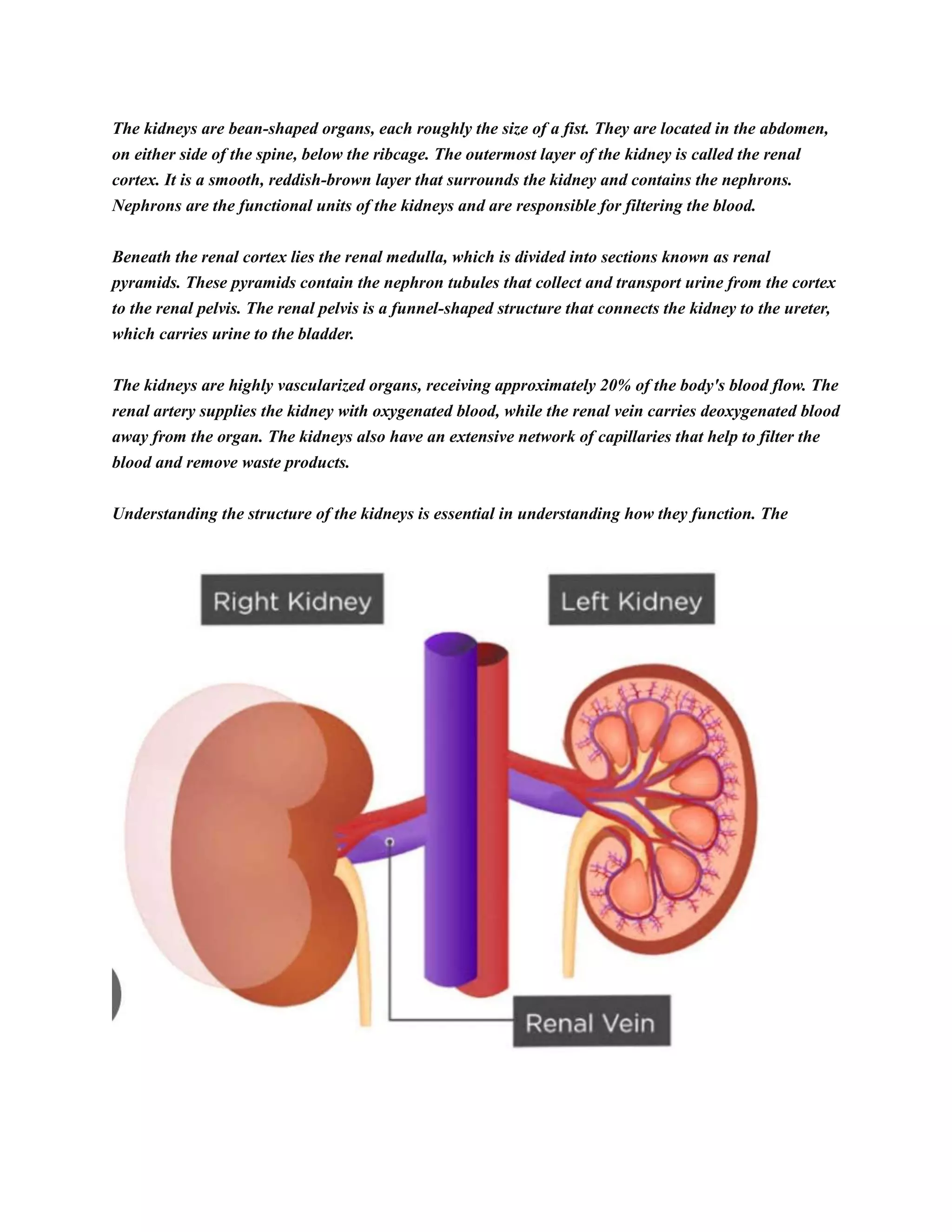 structure of the kidney.docx