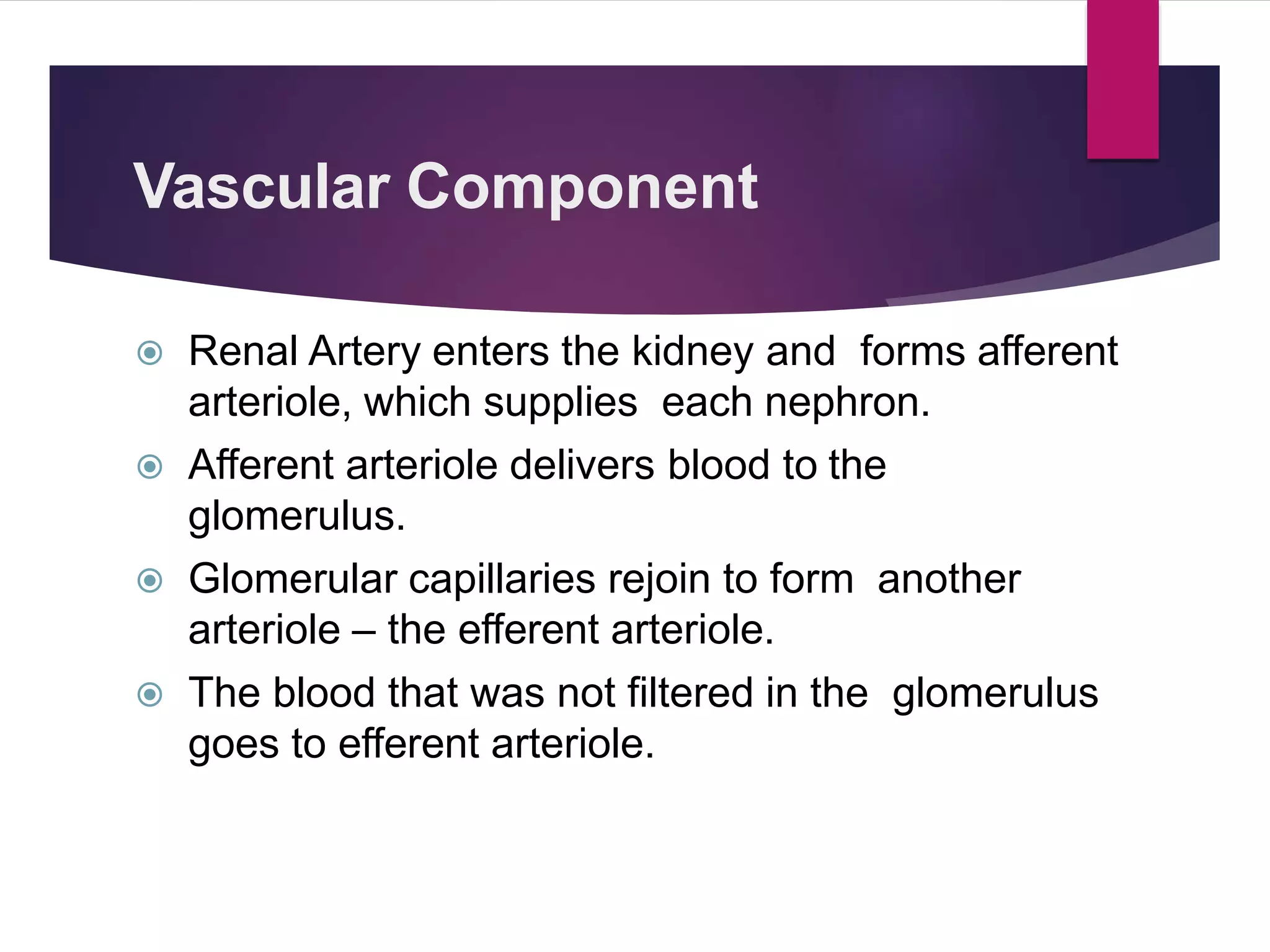 Structure of the kidney and nephron | PPTX