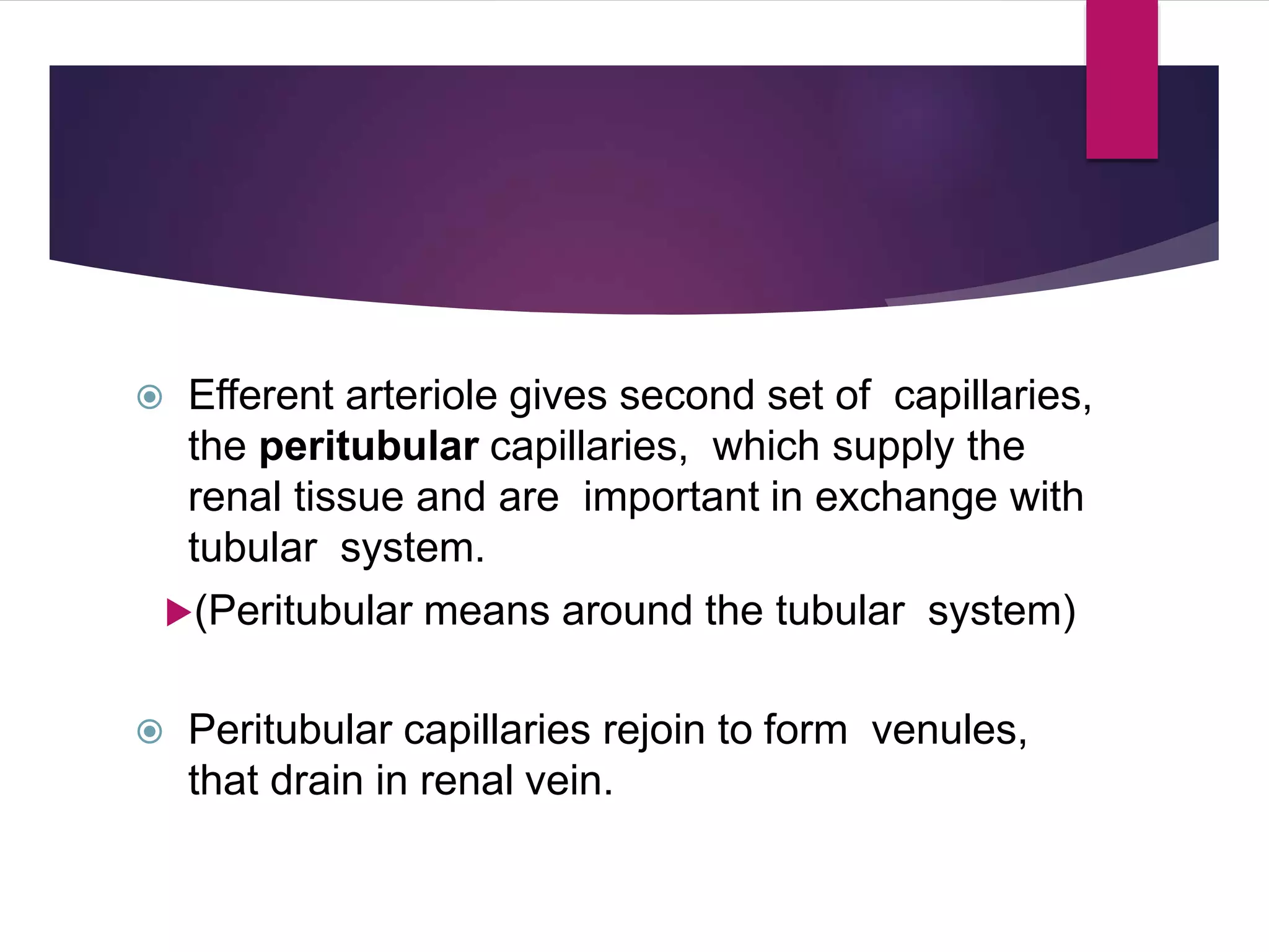 Structure of the kidney and nephron | PPTX