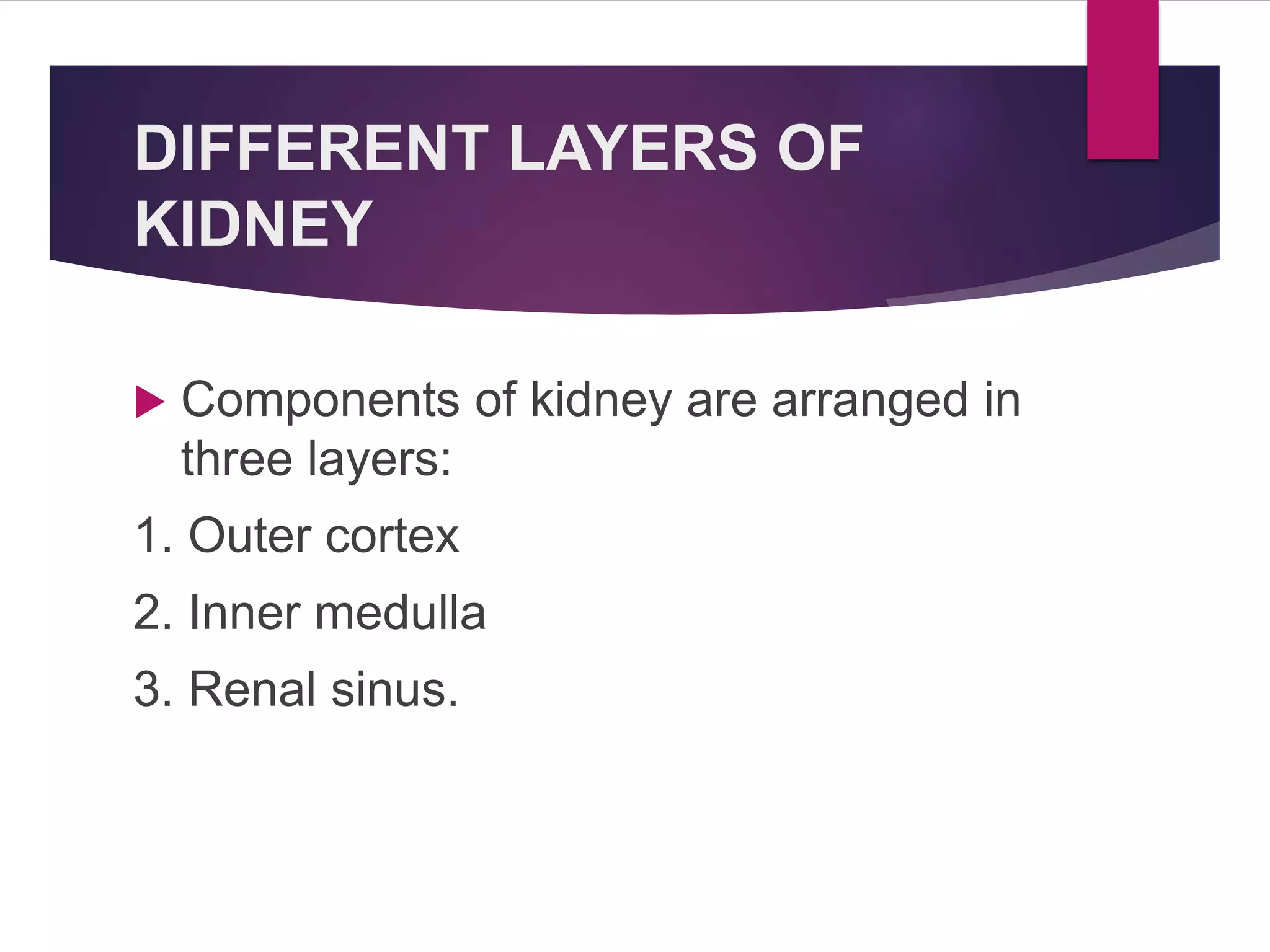 Structure of the kidney and nephron | PPTX