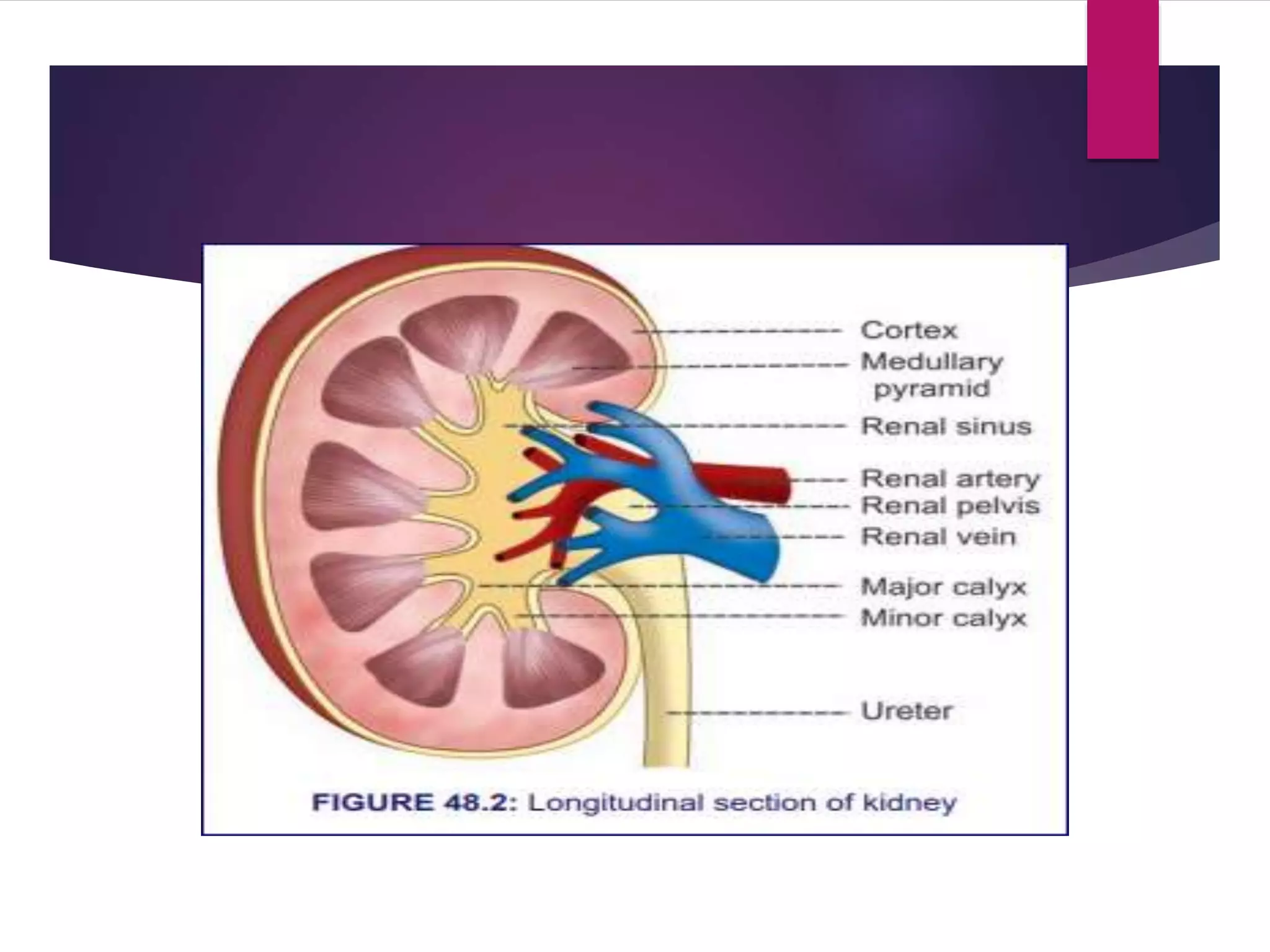 Structure of the kidney and nephron | PPTX