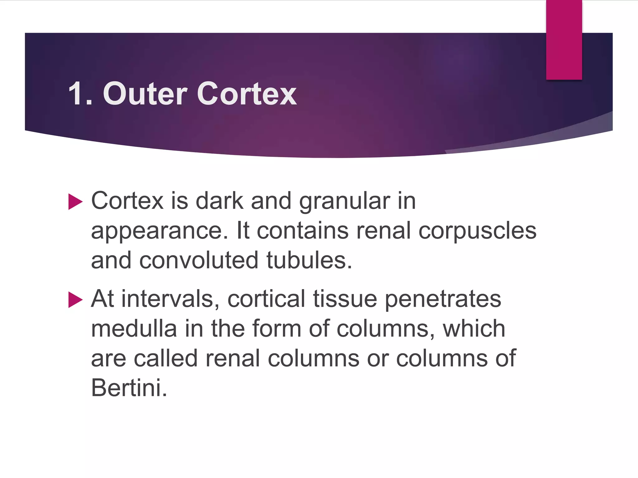 Structure of the kidney and nephron | PPTX