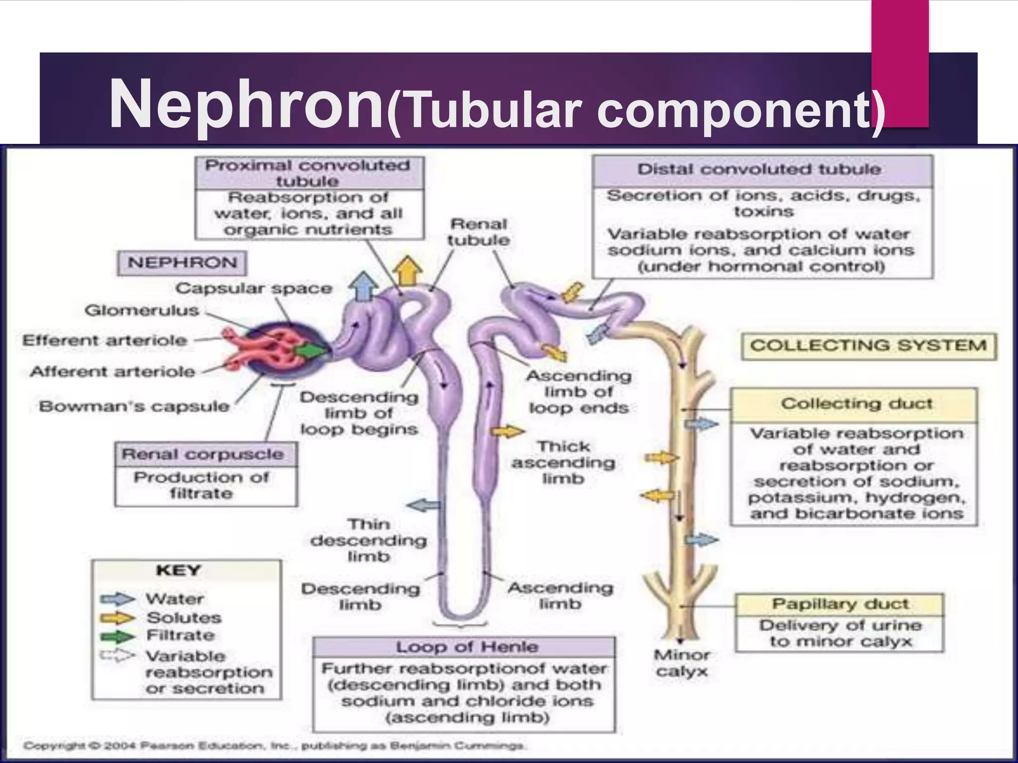 Structure of the kidney and nephron | PPTX