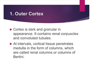 Structure of the kidney and nephron | PPTX