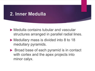 Structure of the kidney and nephron | PPTX