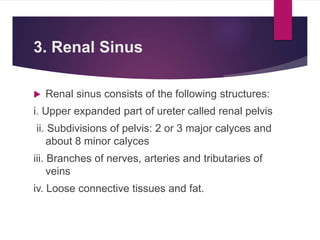 Structure of the kidney and nephron | PPTX