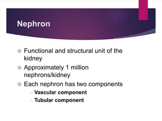 Structure of the kidney and nephron | PPTX