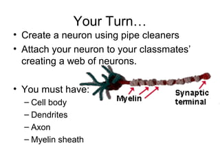 Structure of the nervous system | PPT
