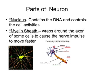 Structure of the nervous system | PPT