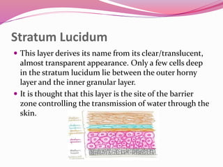 Structure of the skin repair and growth | PPTX