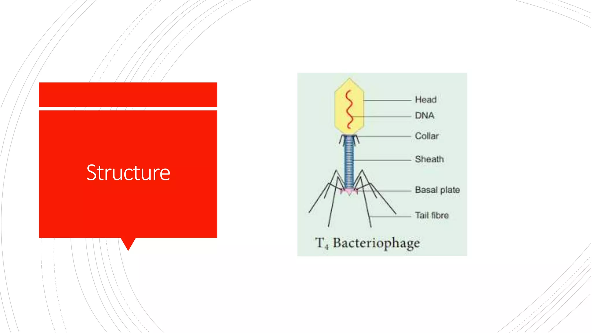 Structure of TMV and Bacteriophage | PPTX