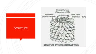 Structure of TMV and Bacteriophage | PPTX
