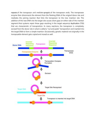 STRUCTURE OF TRANSPOSONS.docx | Chemistry | Science