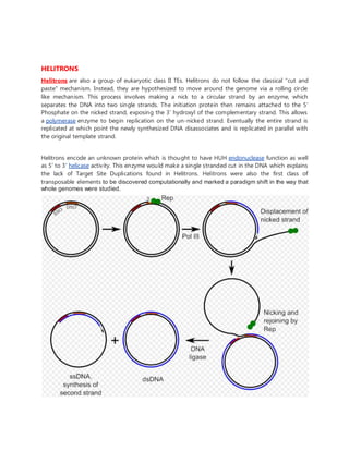 STRUCTURE OF TRANSPOSONS.docx | Chemistry | Science