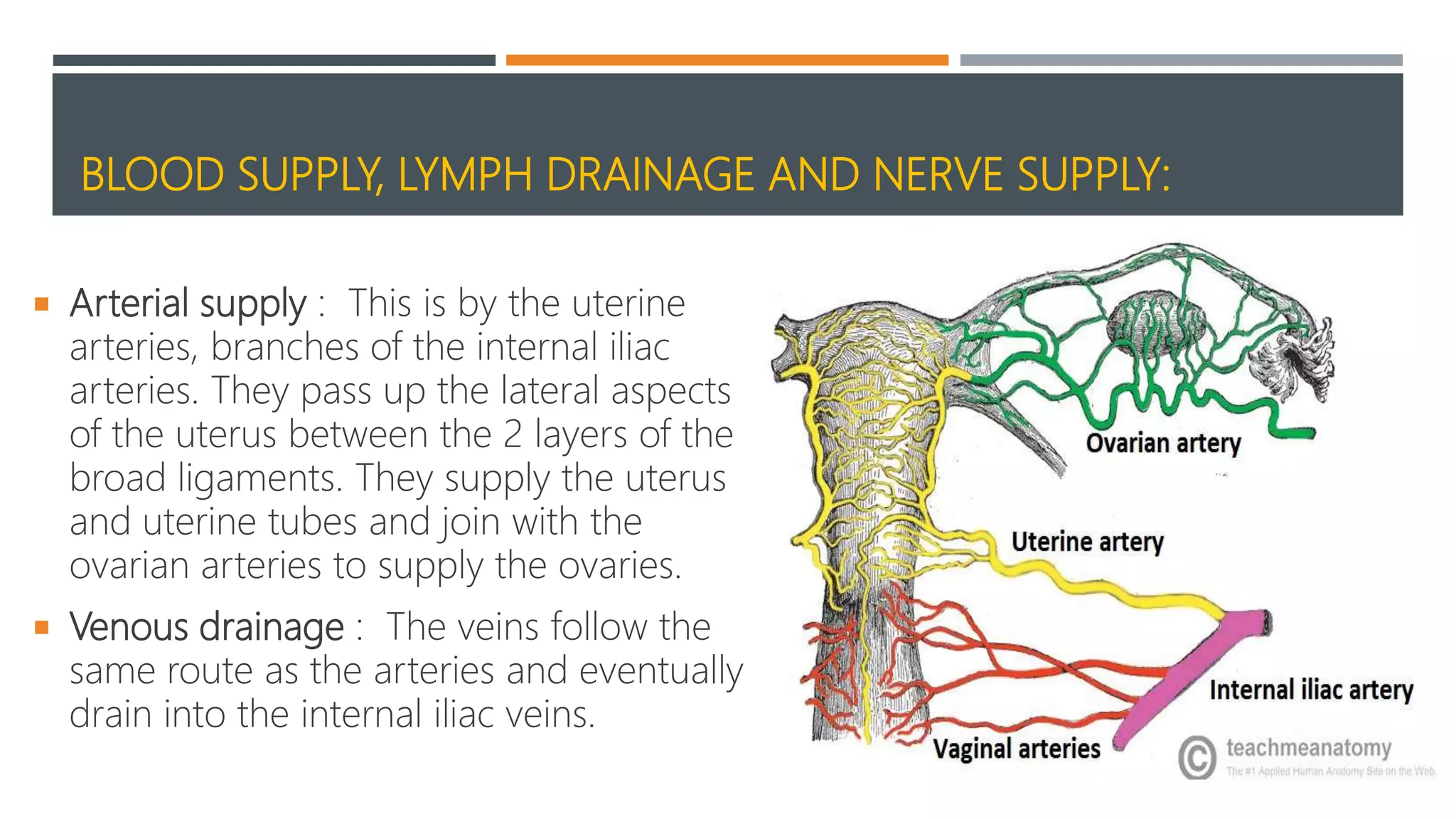 Structure of uterus | PPTX