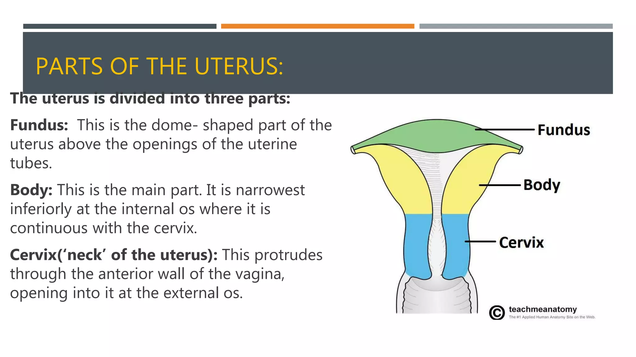 Structure of uterus | PPTX