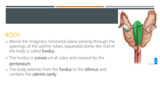 Structure of uterus | PPTX