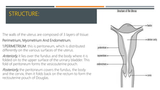 Structure of uterus | PPTX