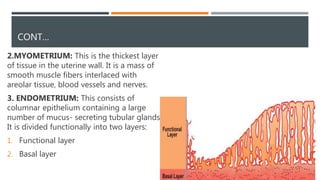 Structure of uterus | PPTX