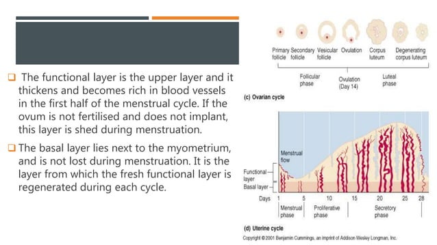 Structure of uterus | PPTX | Pregnancy | Reproductive Health