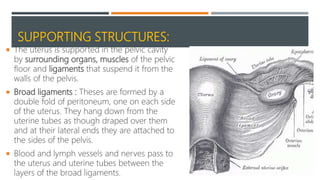 Structure of uterus | PPTX