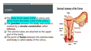 Structure of uterus | PPTX