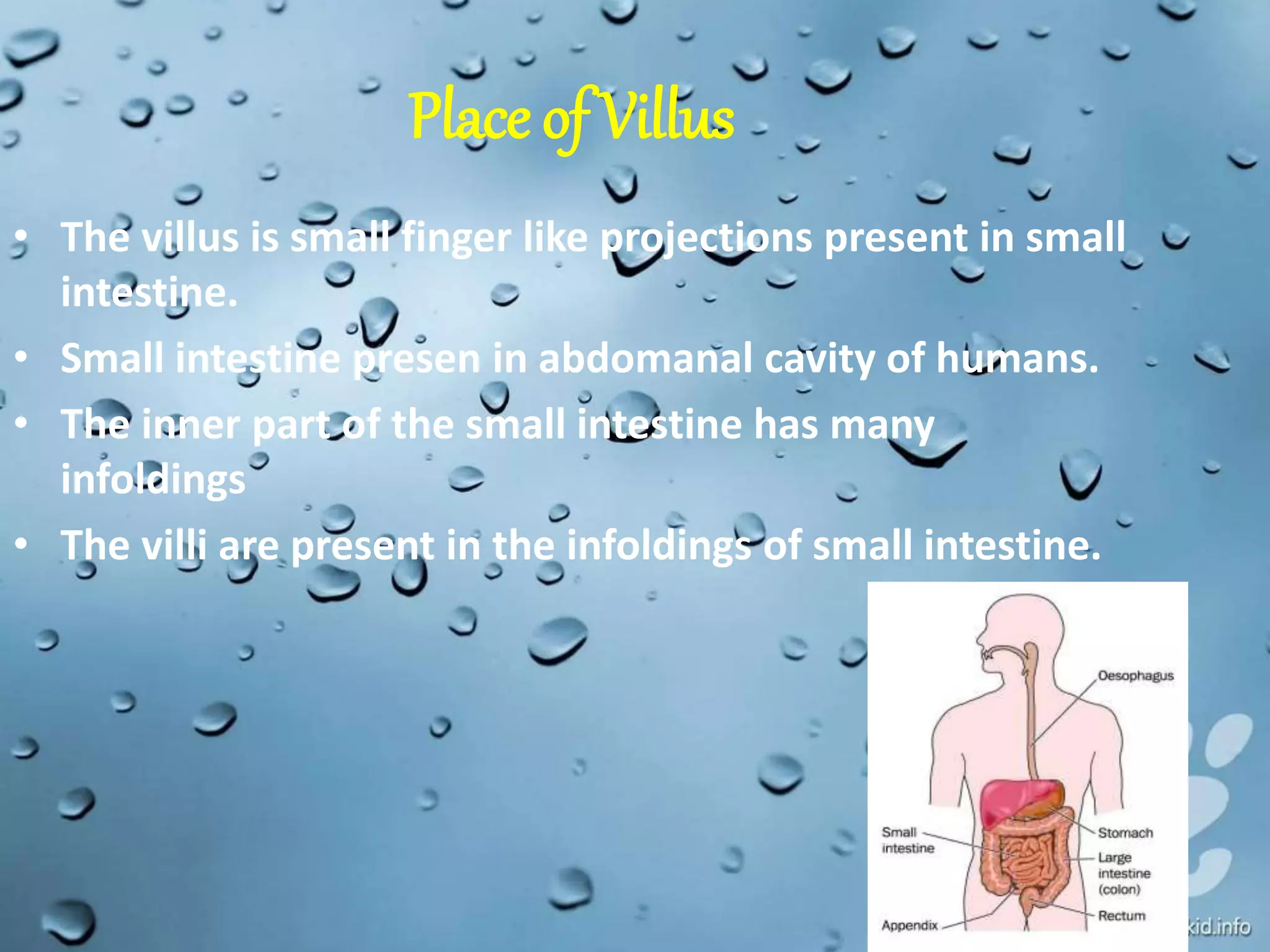 Structure of villus | PPTX