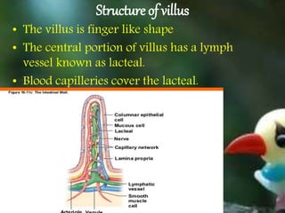 Structure of villus | PPTX