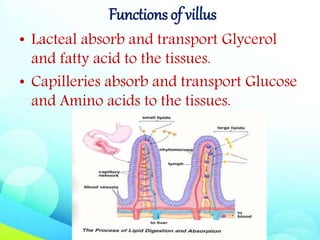 Structure of villus | PPTX | Biological Sciences | Science