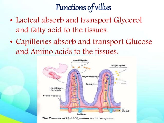 Structure of villus | PPTX | Biological Sciences | Science