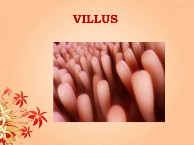 Structure of villus