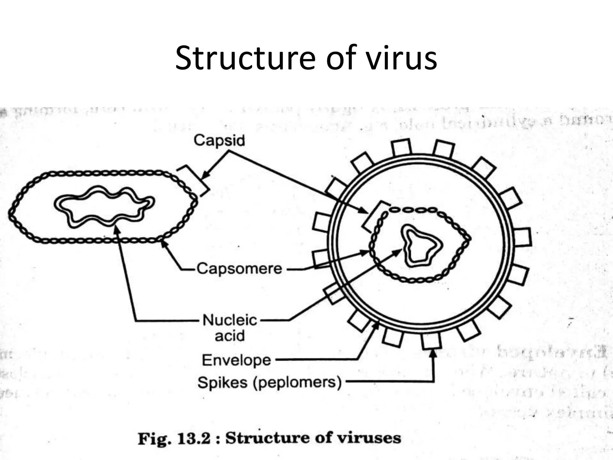 Structure of virus | PPTX