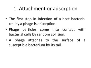 Structure of virus | PPTX