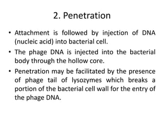 Structure of virus | PPTX