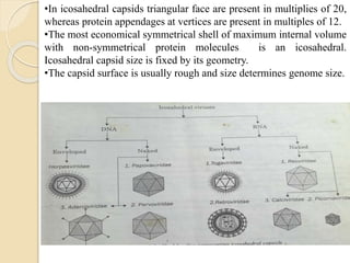 Structure of virus | PPTX