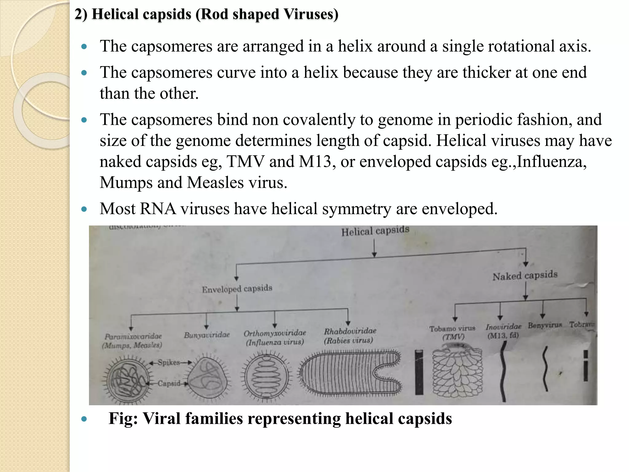 Structure of viruses | PPTX
