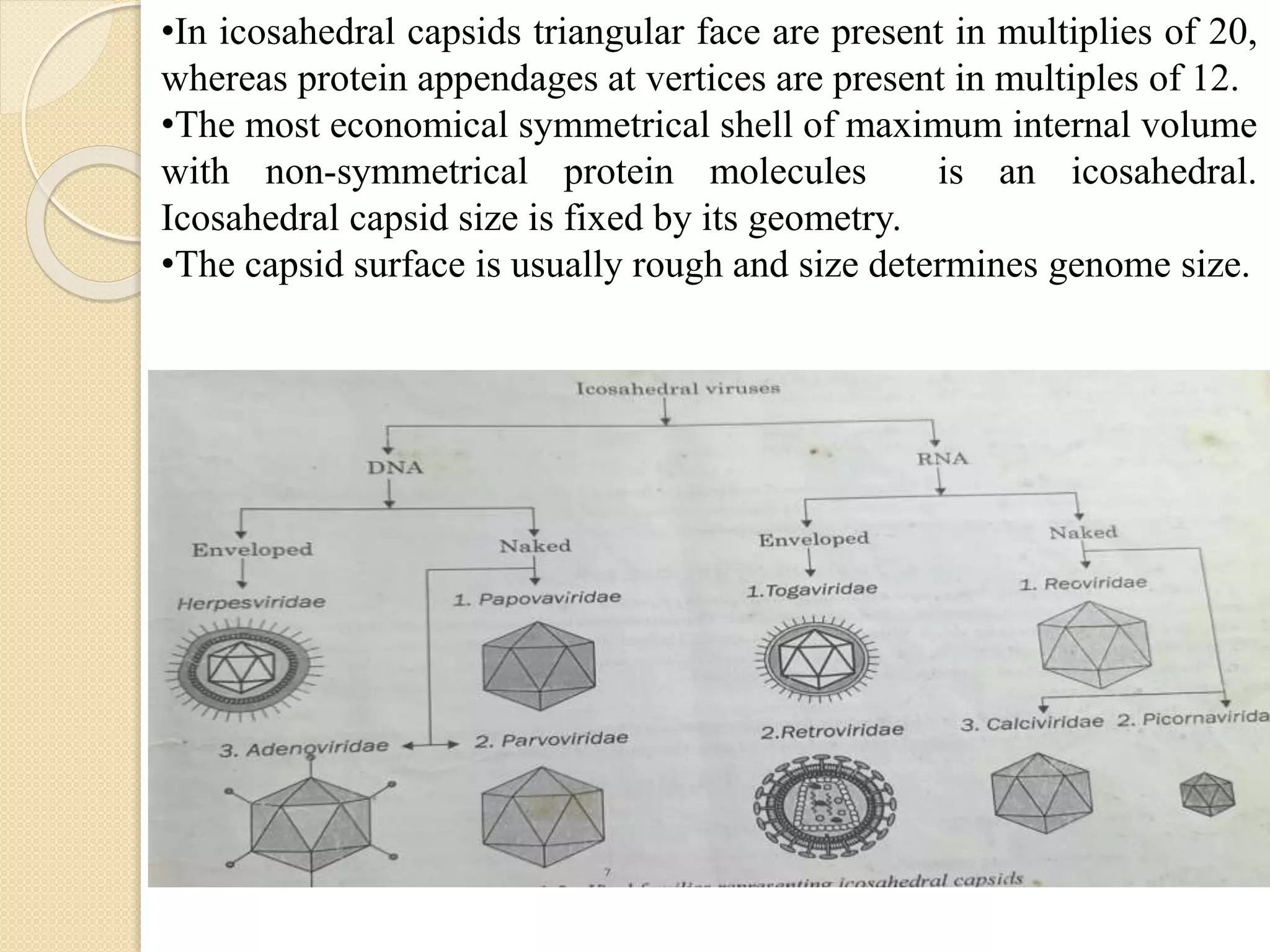 Structure of viruses | PPTX