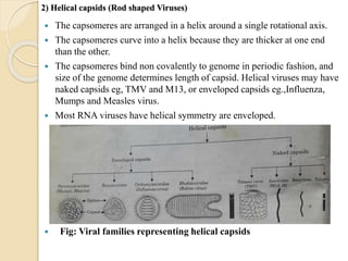 Structure of viruses | PPTX