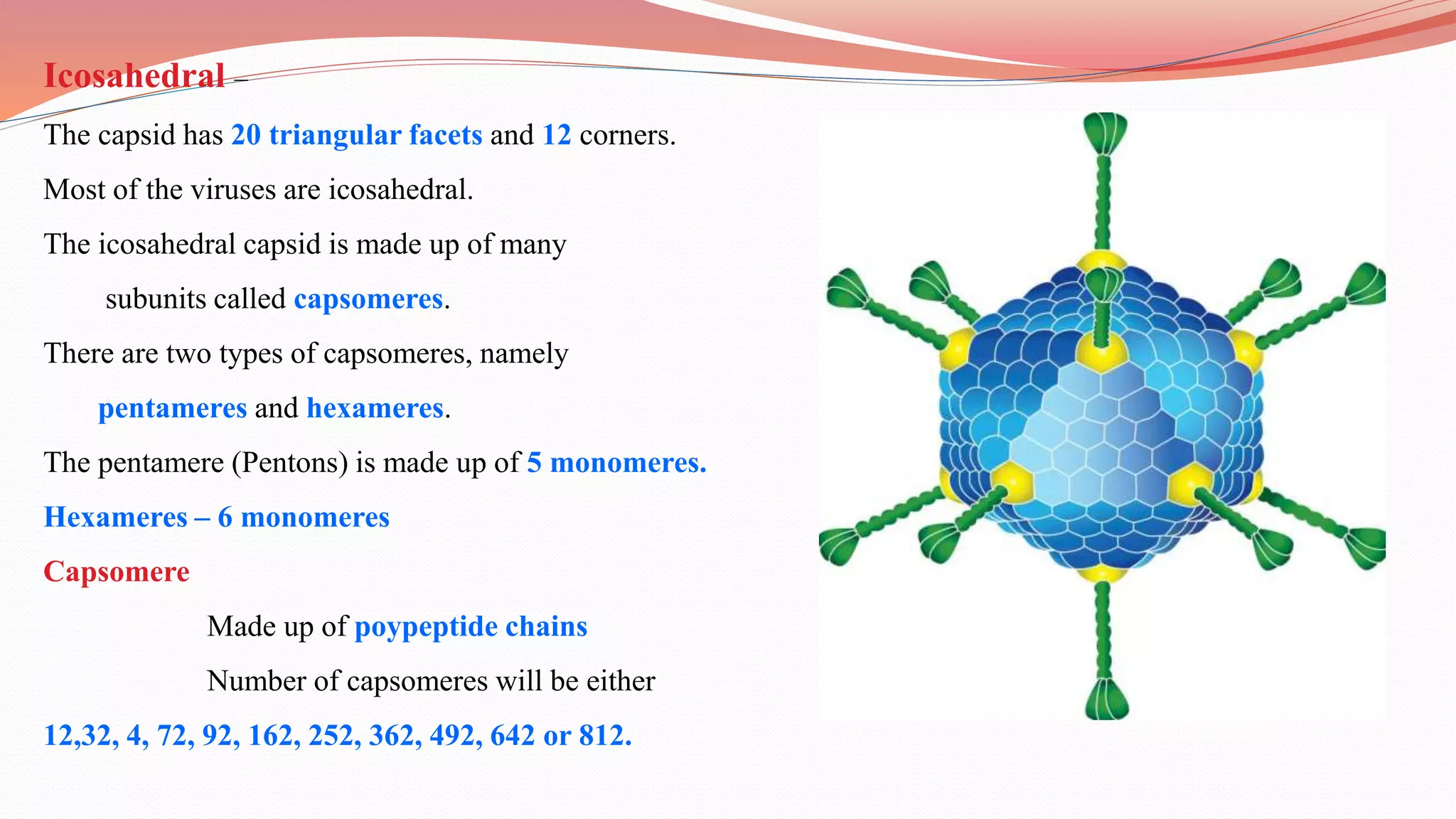 Structure of viruses | PPTX