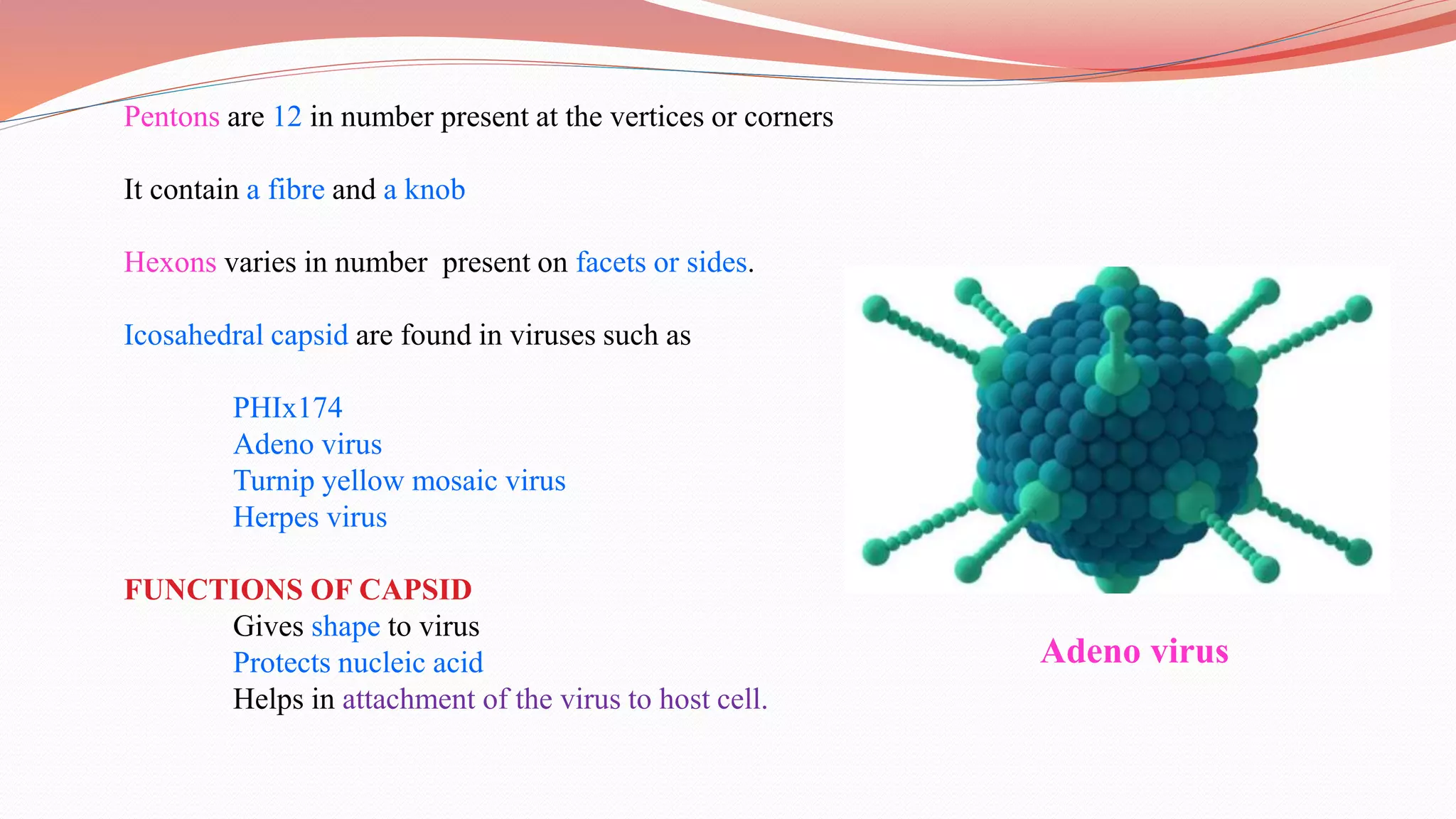 Structure of viruses | PPTX