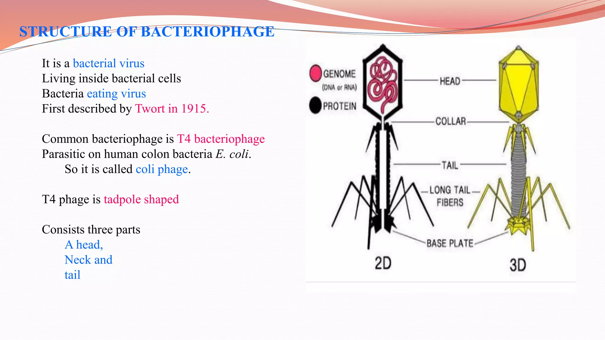 Structure of viruses | PPTX