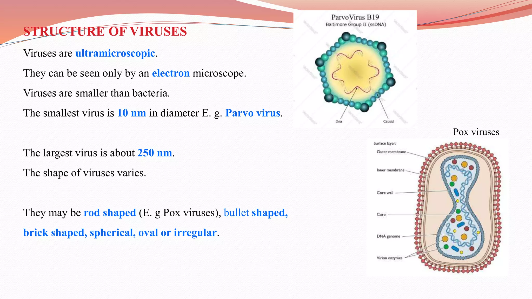 Structure of viruses | PPTX
