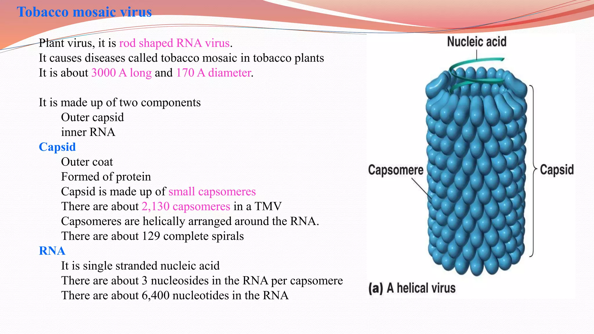 Structure of viruses | PPTX